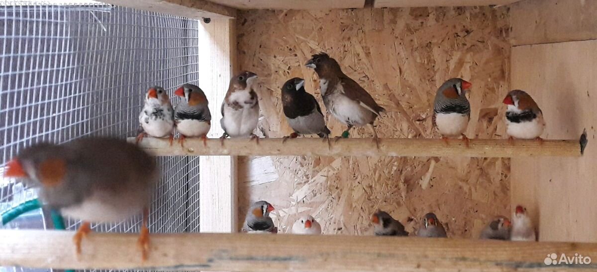 Амадины: зебровые,японские,рисовые