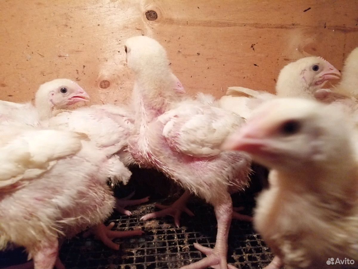 Цыплята Кобб 500, Двух недельные