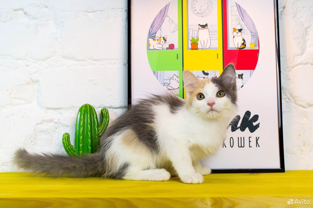 Котенок Вишенка 7 месяцев (из приюта)