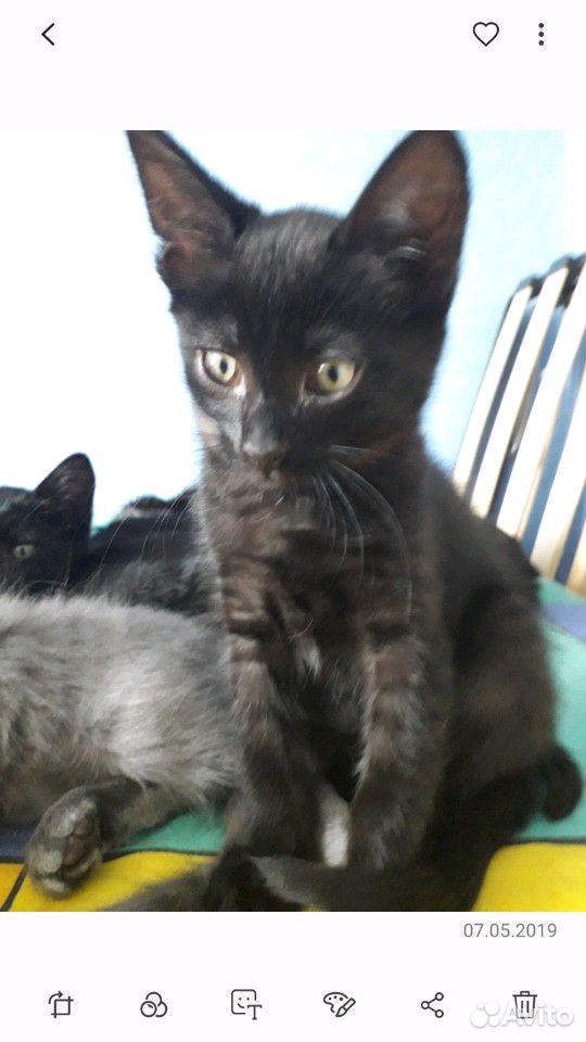 Кошечка ищет дом