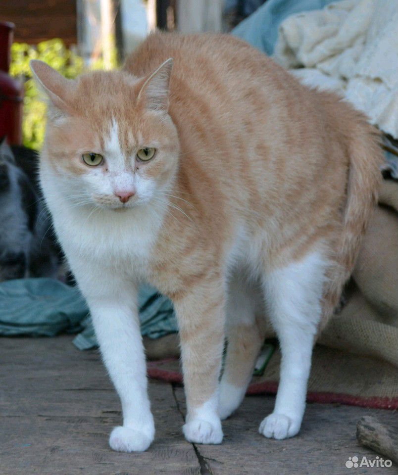 Кот Абрикос