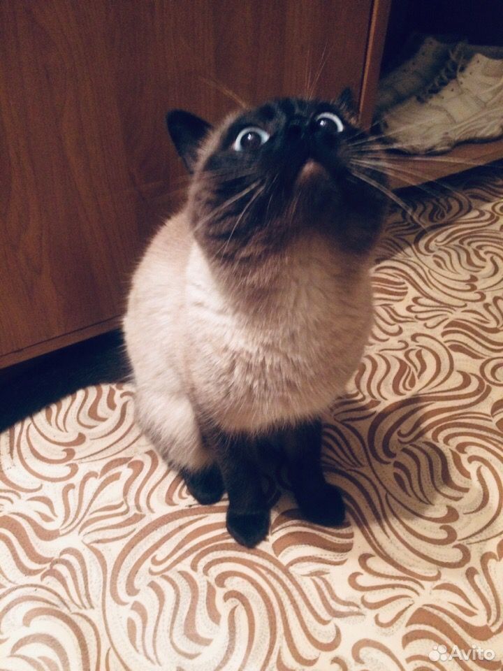 Тайский кот ищет кошечку