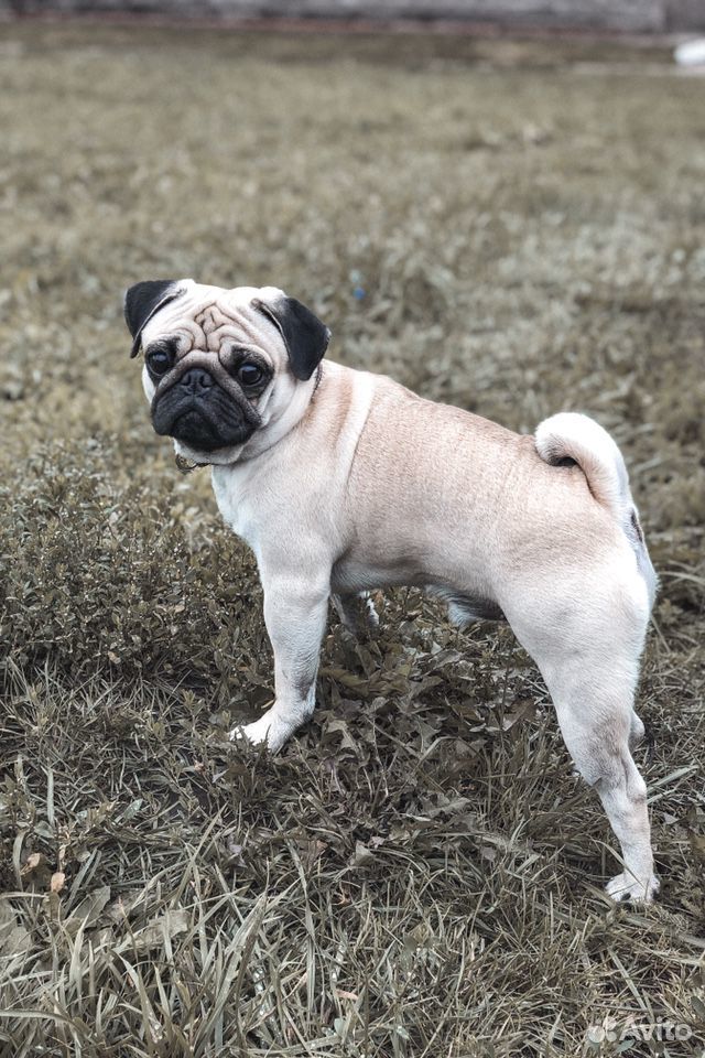 Мопс ищет девочку для вязки