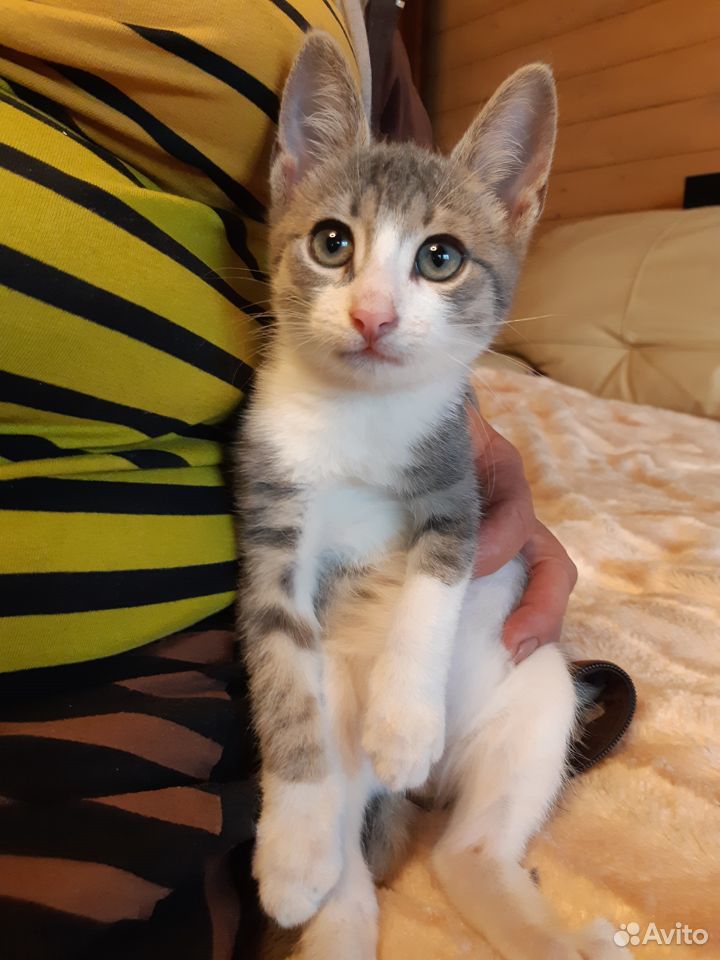 Котенок
