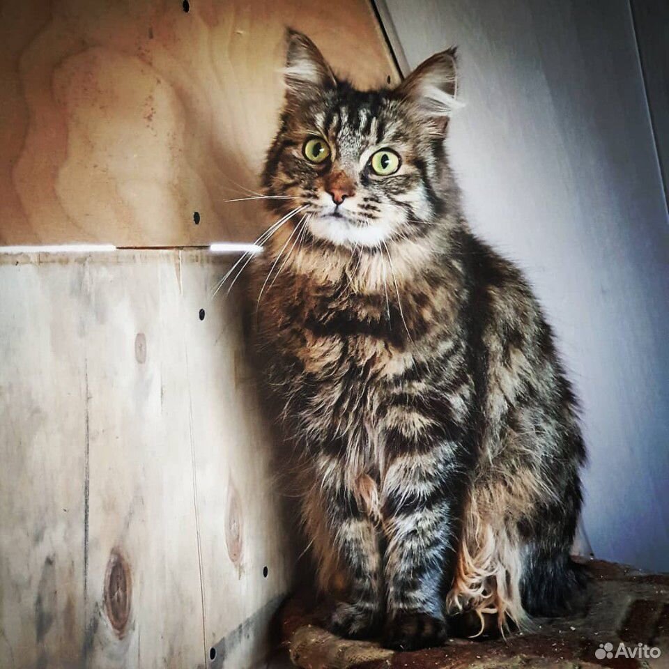 Кот ищет дом