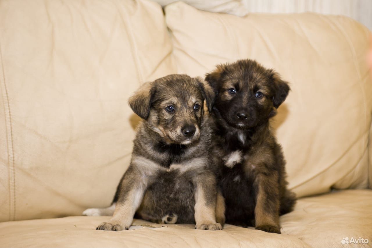 Чип & Дейл братики в хорошие руки