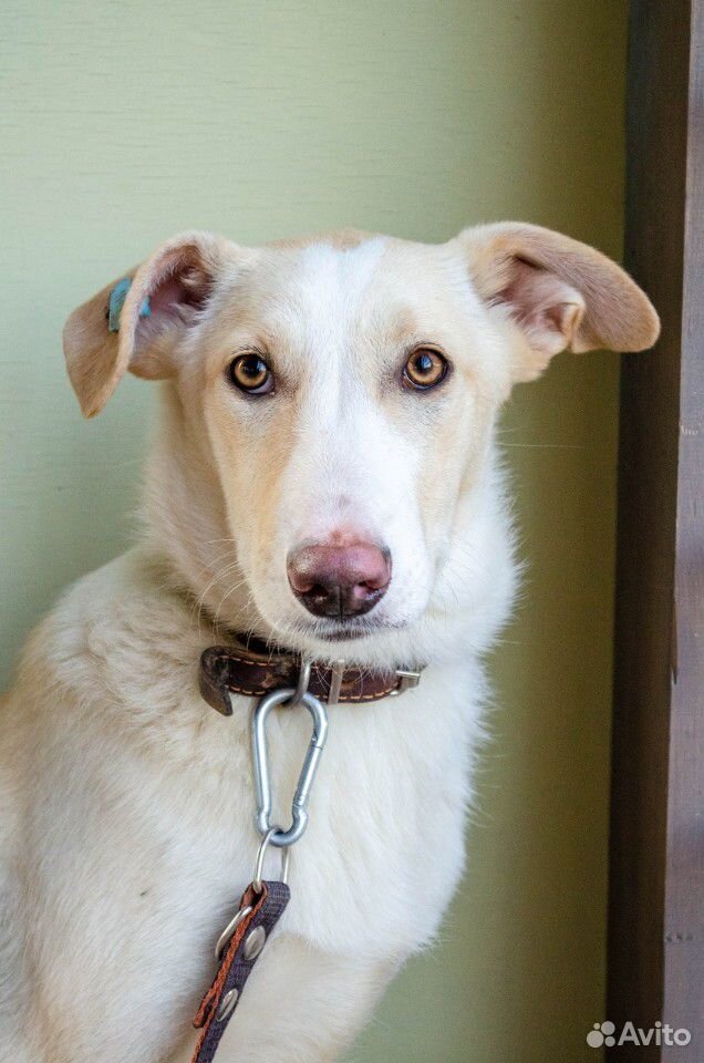 Собака в добрые руки