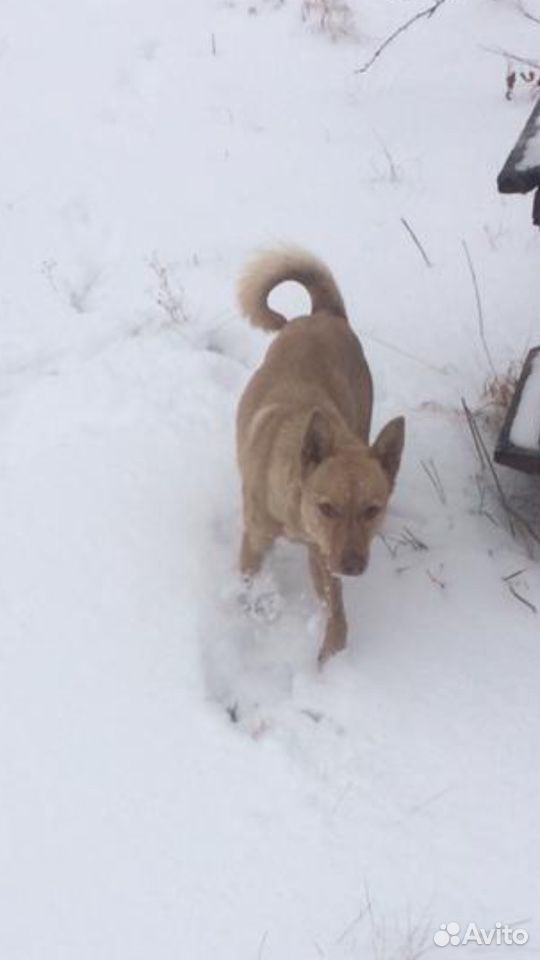 Карело финская лайка