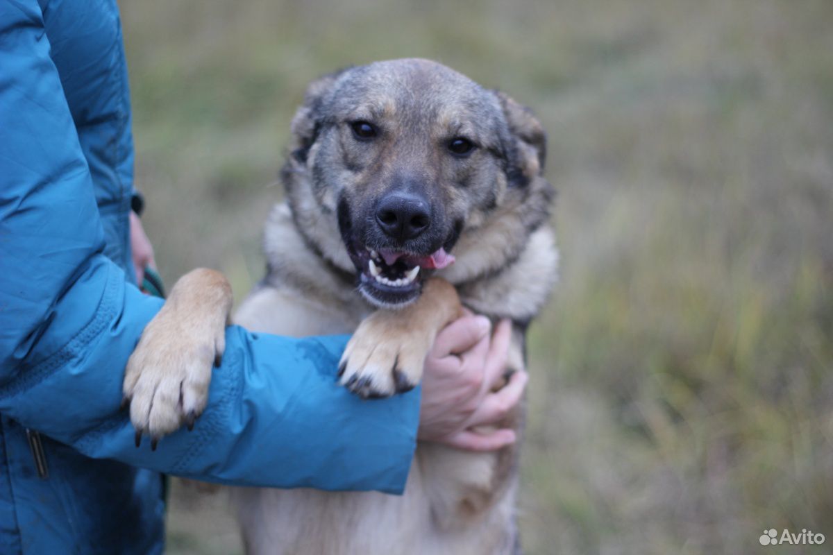 Молодая собака Томми в дар
