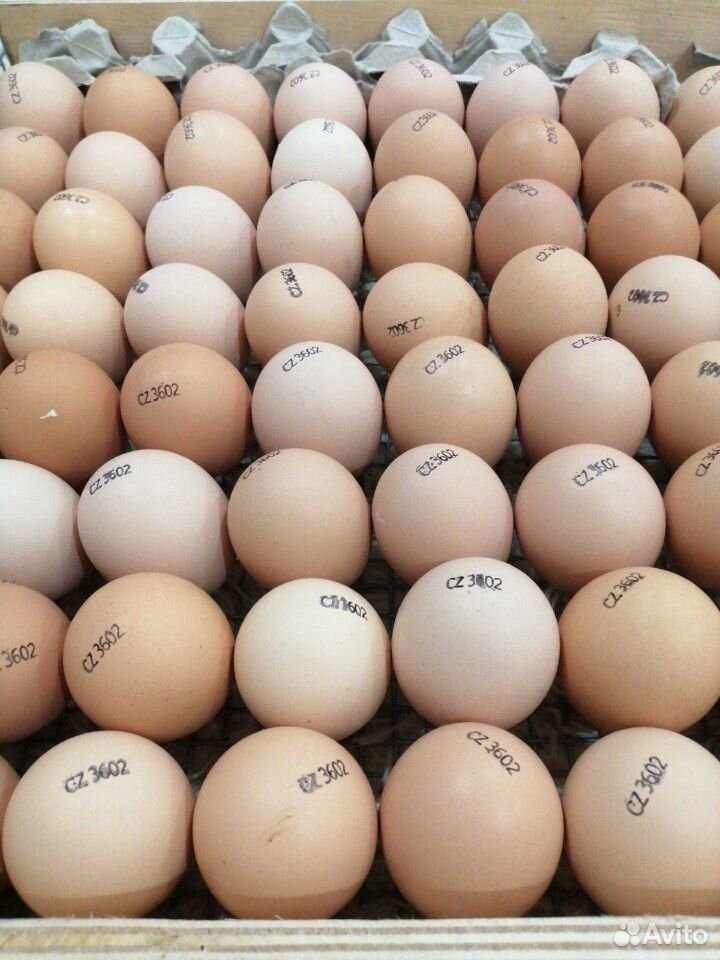 Инкубационное яйцо цыплята