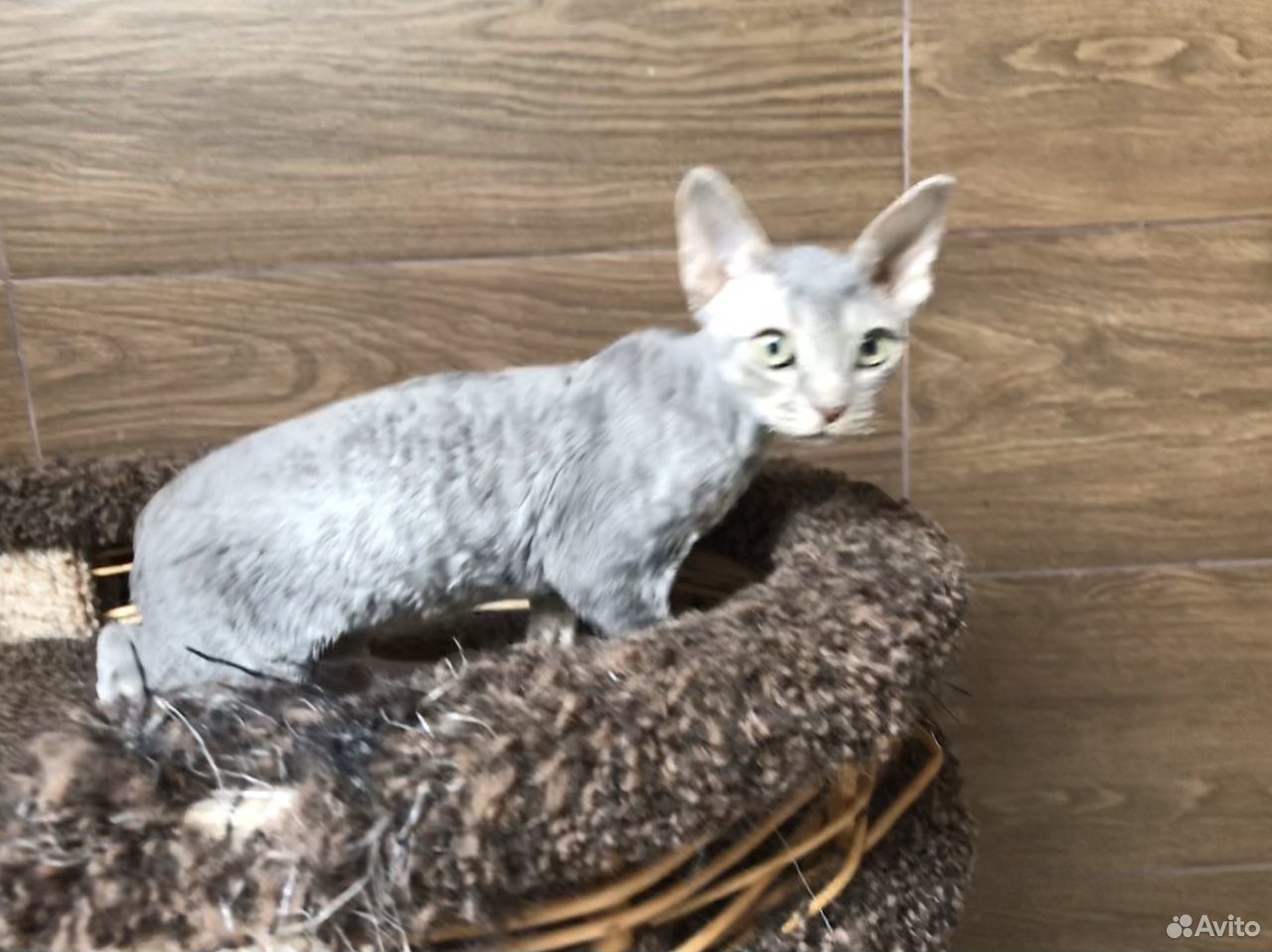 Девон рекс Голубая мечта