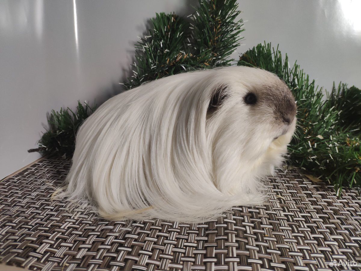 Шелти калифорния