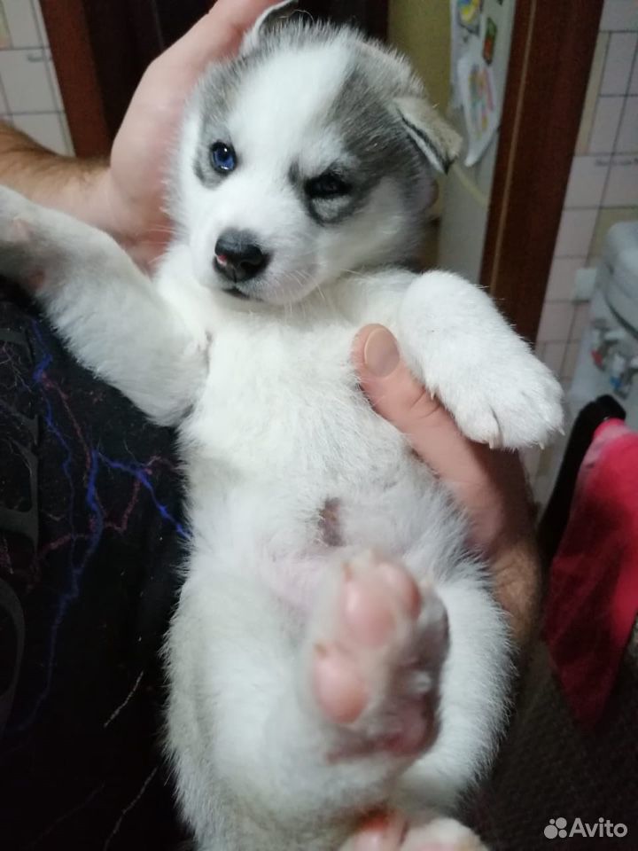 Сибирский хаски