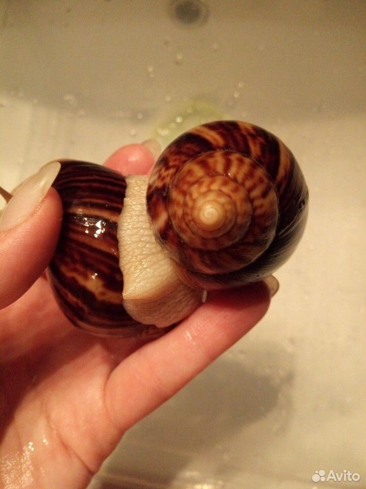 Улитка Achatina Иммакулята вар Иммакулята