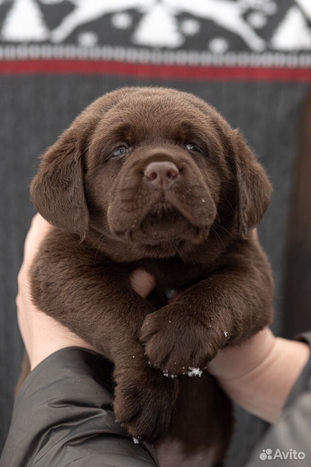 Лабрадор шоколадные бегемотики