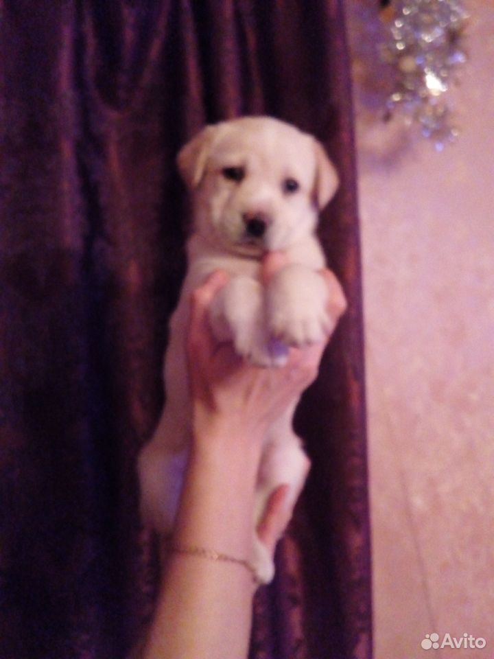 Щенок кабель