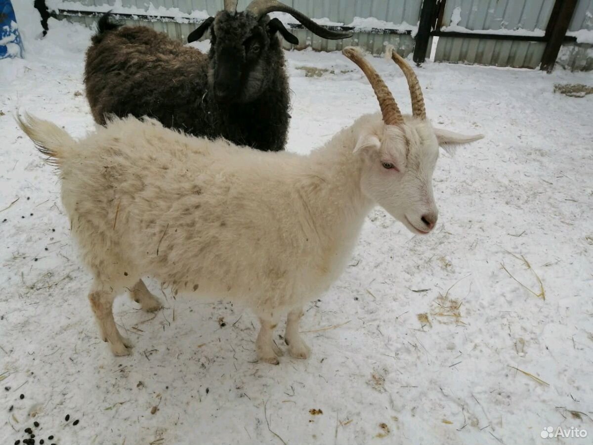 Коза белая пуховая