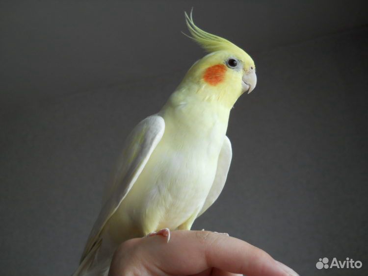 Корелла ручные самцы