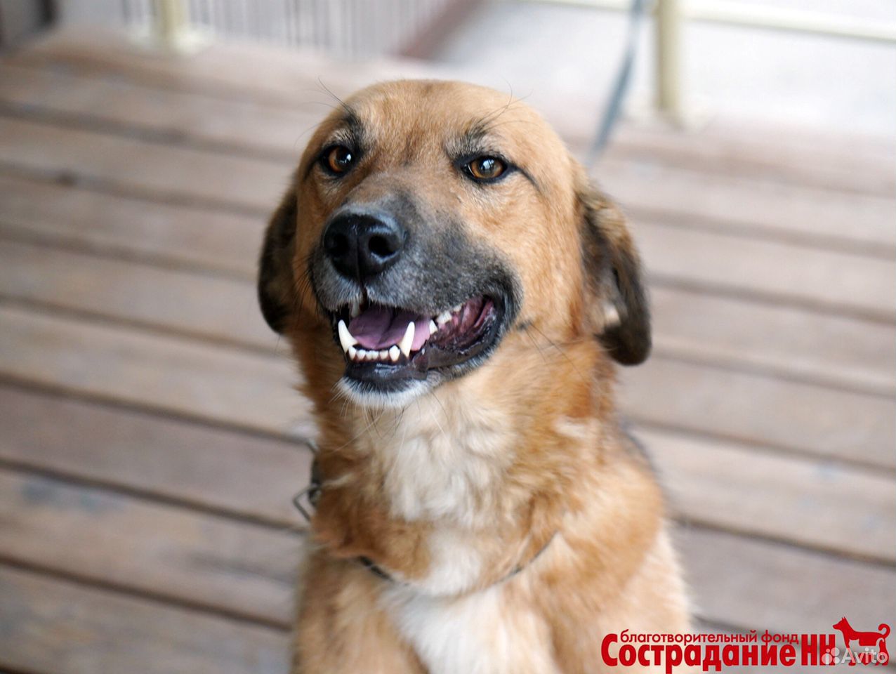 Собака ищет дом