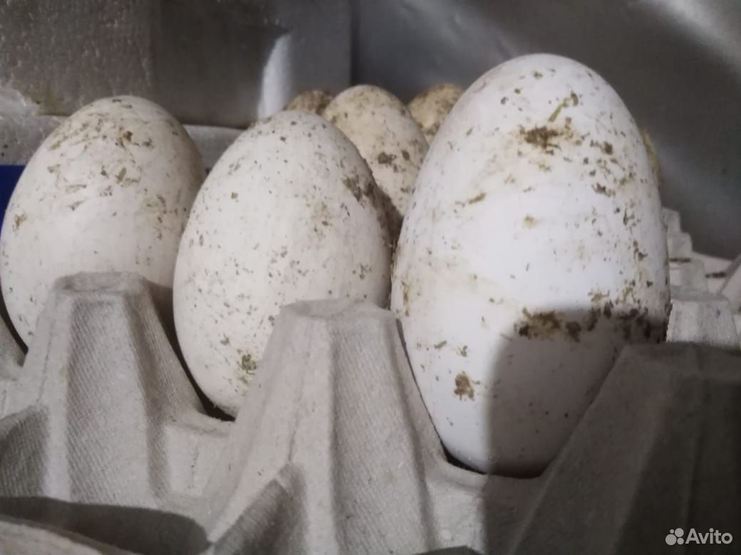 Яйцо гусиное, инкубационное