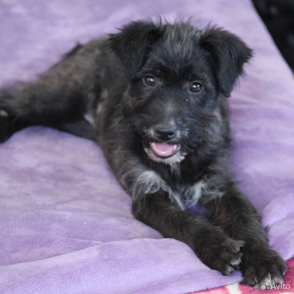 Мантис в добрые руки