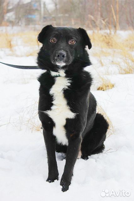 Маленький добрый пес Трэвис в добрые руки