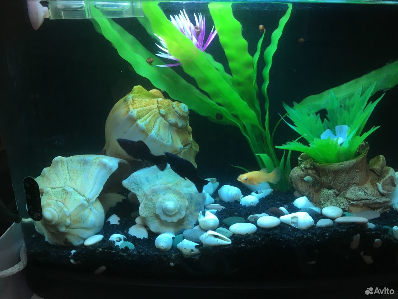 Аквариум с обитателями