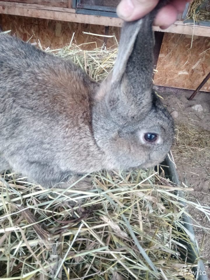 Кролики самцы и самочки