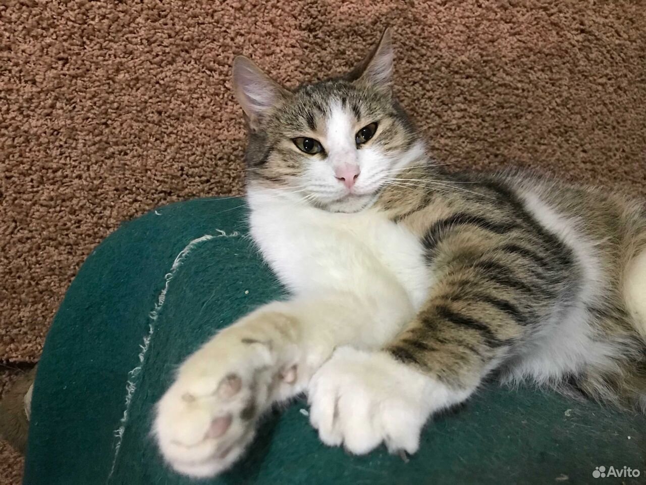 Ласковый котомальчишка Сержик