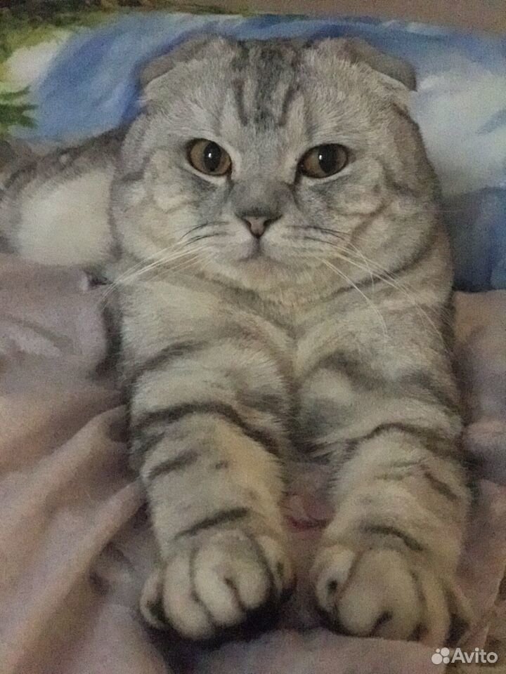 Кот для вязки