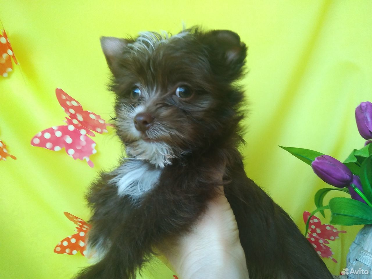 Шоколадные малыши