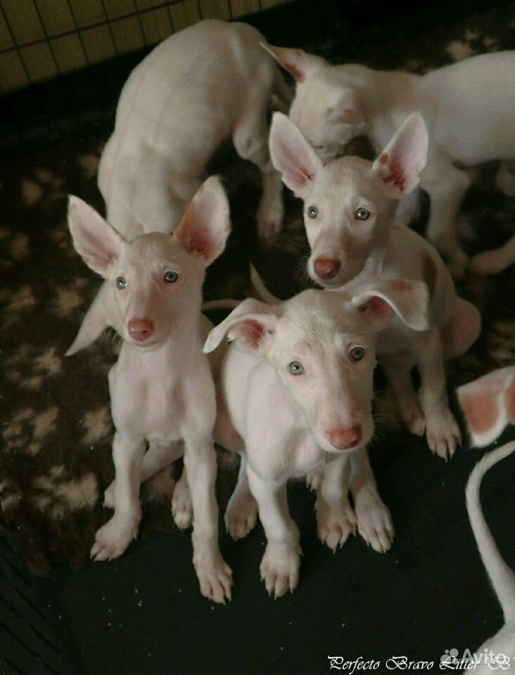 Испанская борзая щенки