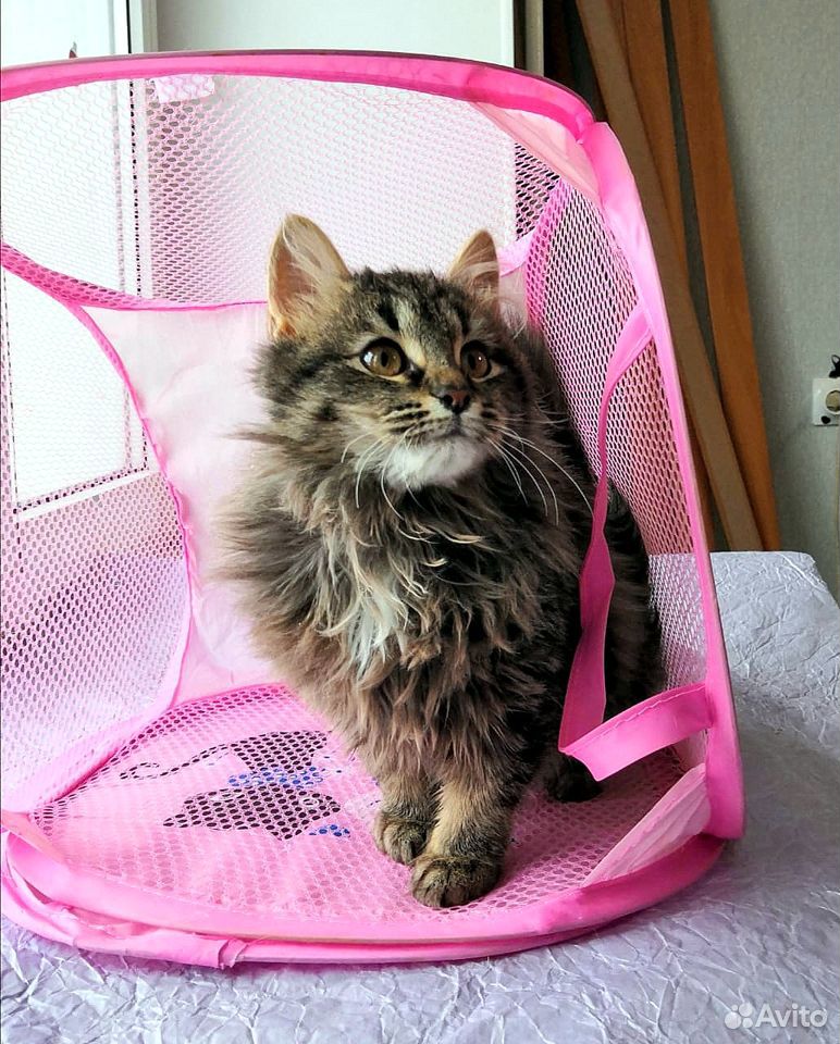 Ищем добрые руки