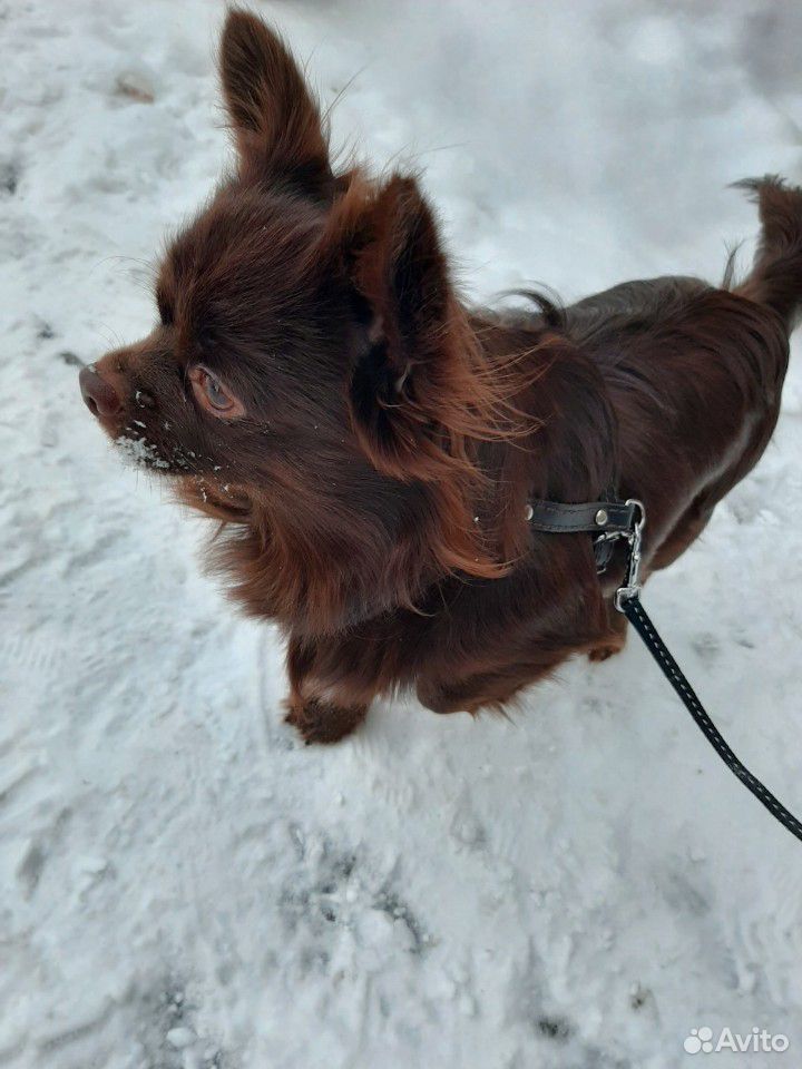 Чих желает познакомиться