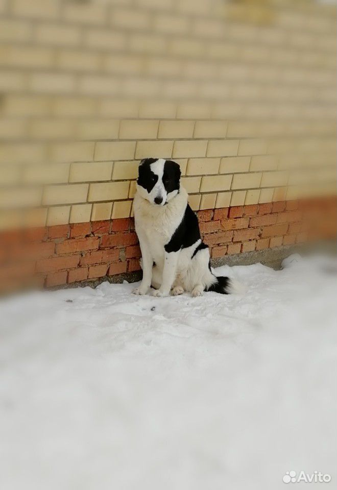 Собака панда