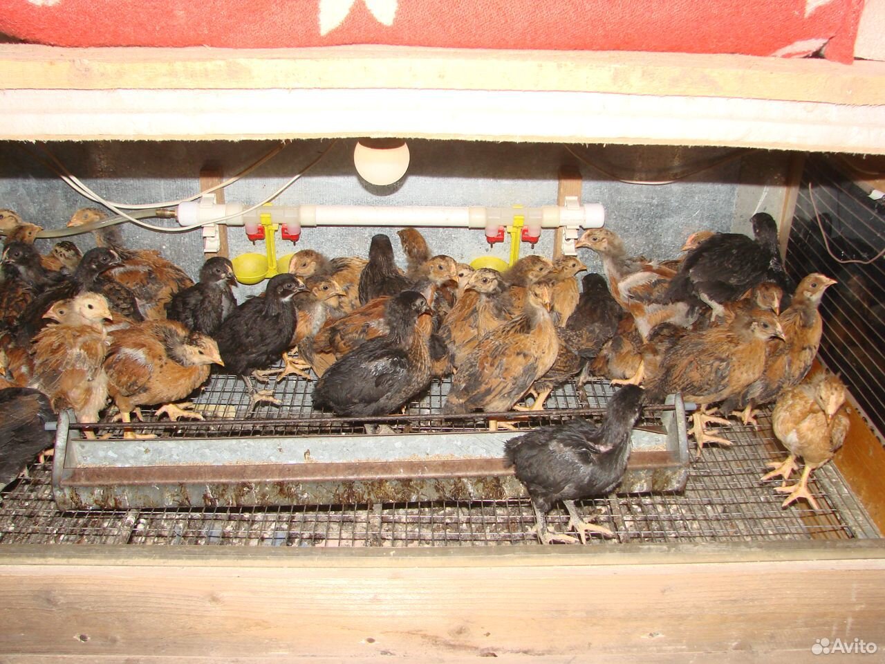 Цыплята мясо-яичных пород