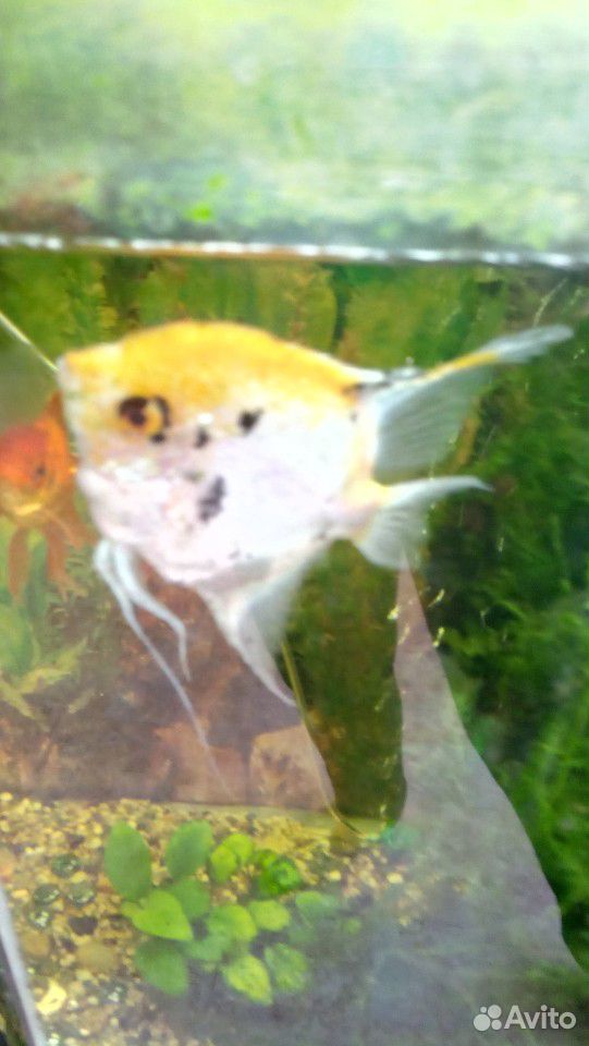 Скалярия кои, самец