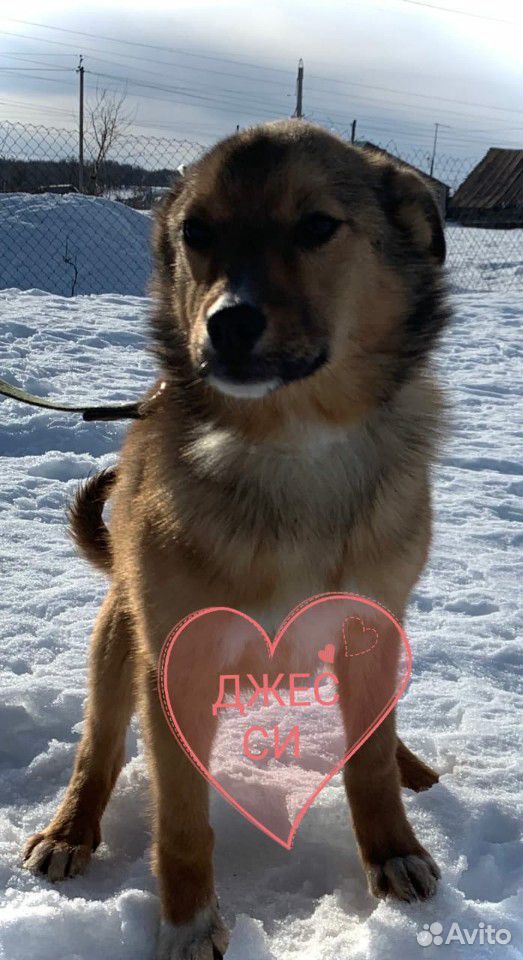 Щенок Джесси