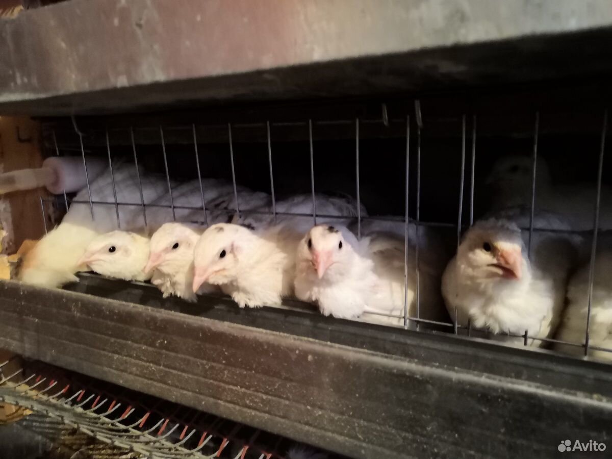 Перепела самцы