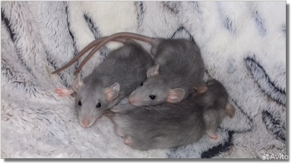 Крысята Дамбо норковые голубого окраса питомник