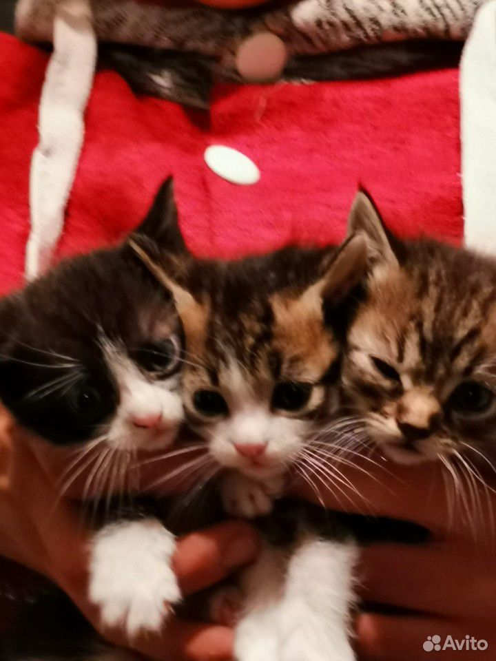 Котята отдам в хорошие руки бесплатно 4 котенка