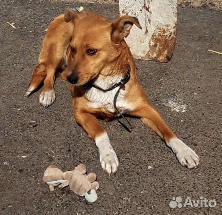 Собака Джульетта ищет своего человека