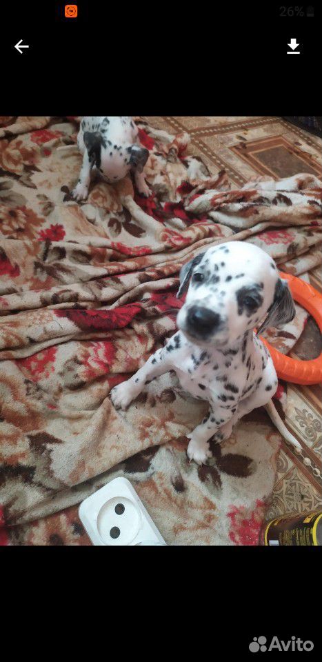 Прода щенка Далматина