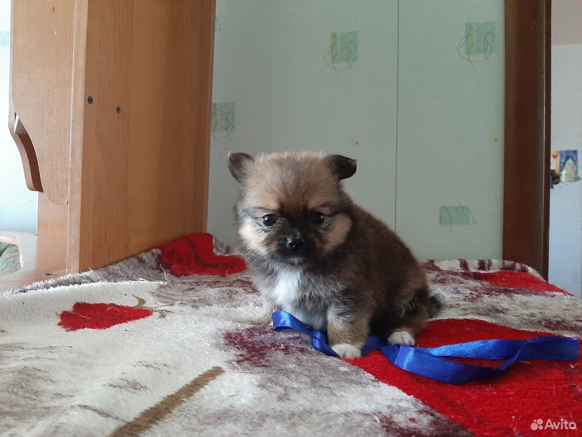 Коллобочек