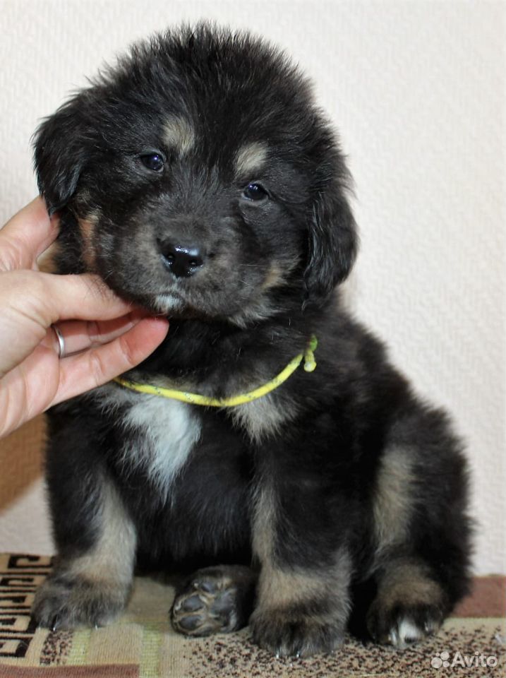 Щенки тибетского мастифа