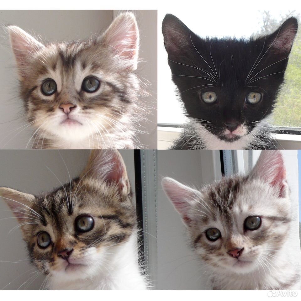 Котята Севастополь. Две девочки и два мальчика