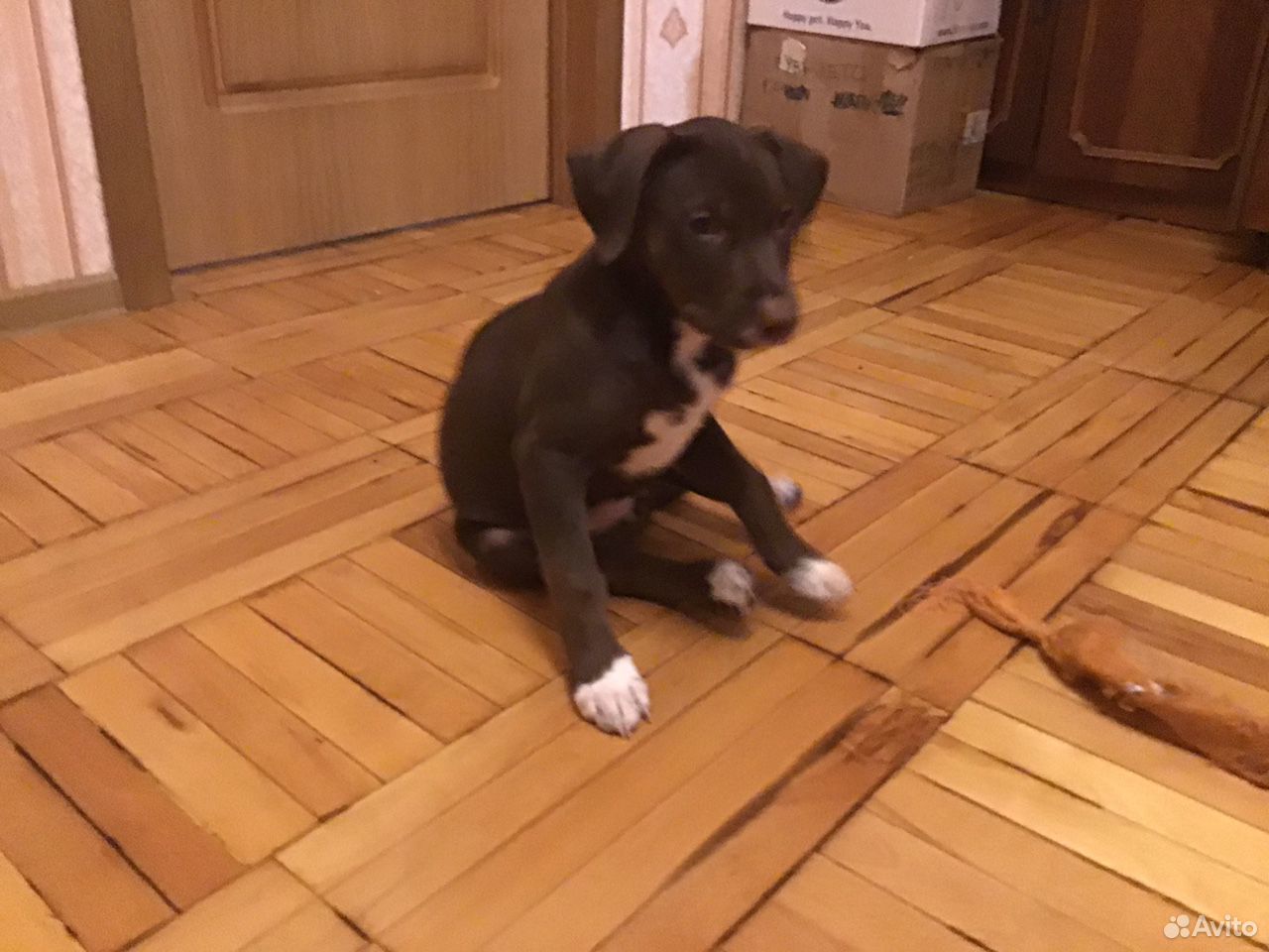 Собака
