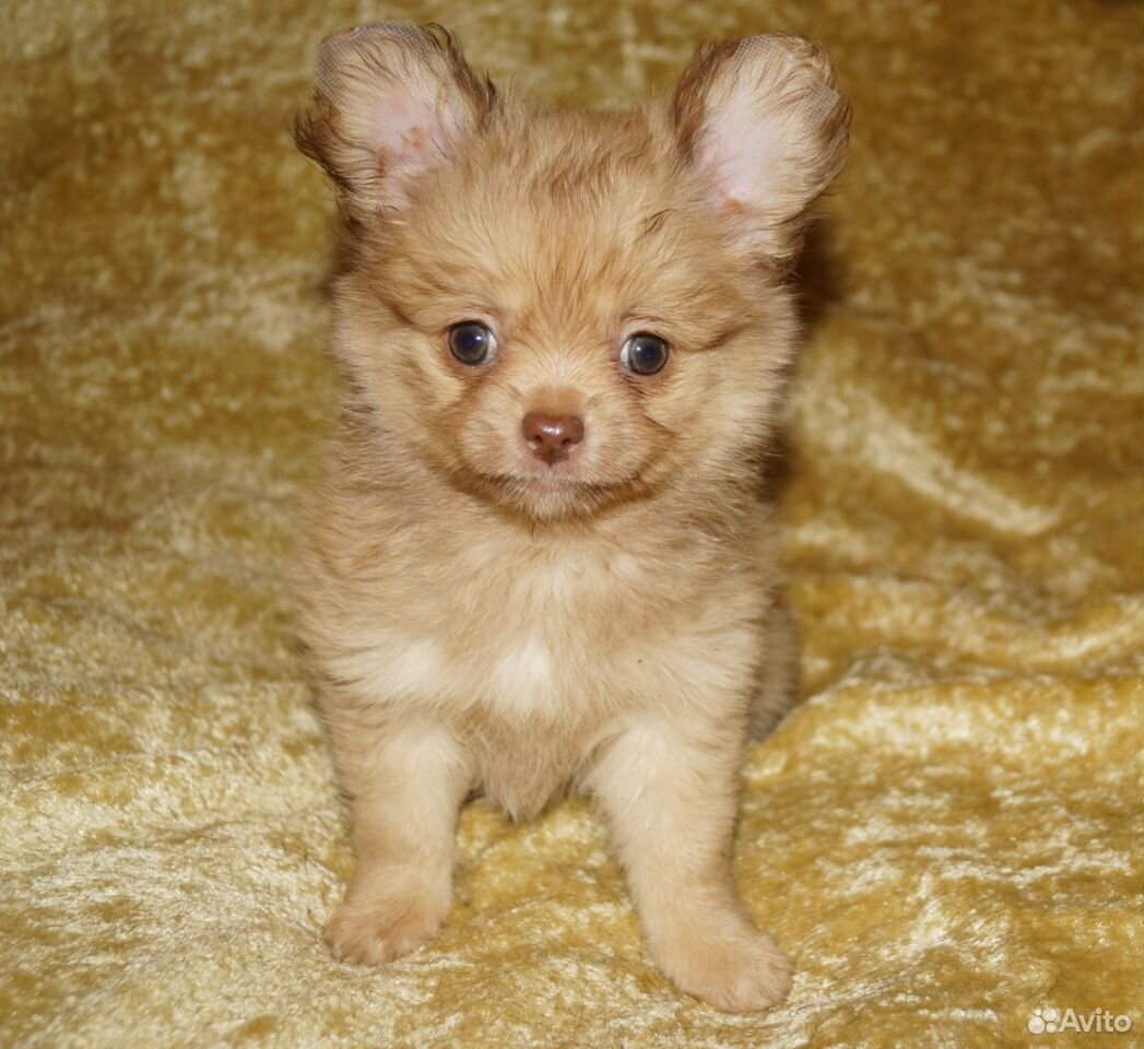 Мальчик Рокки