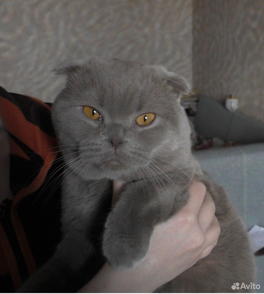 Вислоушек ждет невесту