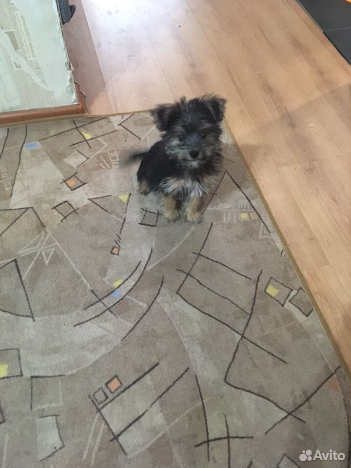 Отдам щенка в хорошие руки